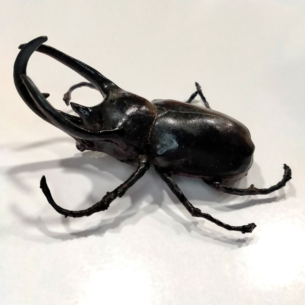 Horned Elephant Beetle