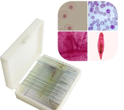 Parasites Microscope Specimen Slides for Parasitology Teaching Research ...