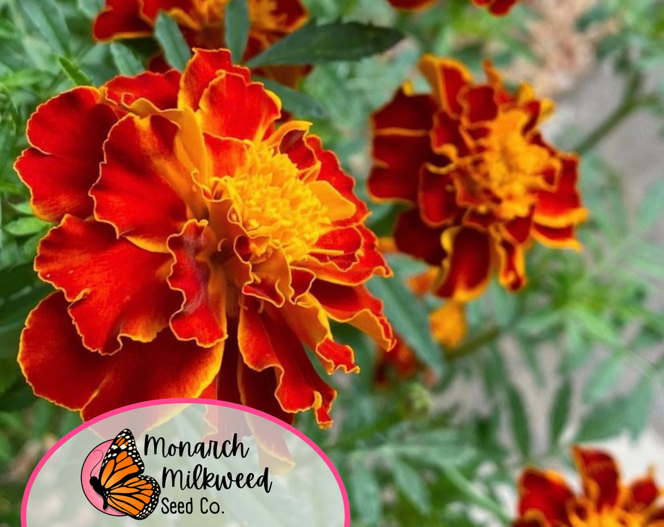 600+ Sparky Marigold Seeds | Heirloom, Non-GMO, Flower Gardening Seeds ...