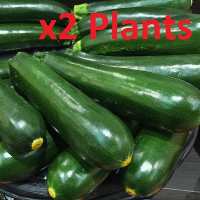 x2 COURGETTE 'Black Beauty' Plug Plants (No Seeds) - Vegetable Seedling ...