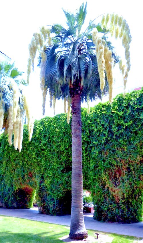 Mexican Blue Fan Palm