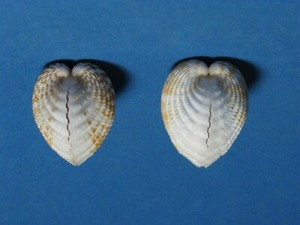 Cardites bicolor (Lamarck, 1819) "PAIRED VARIANTS!" (27 & 28mm) | eBay