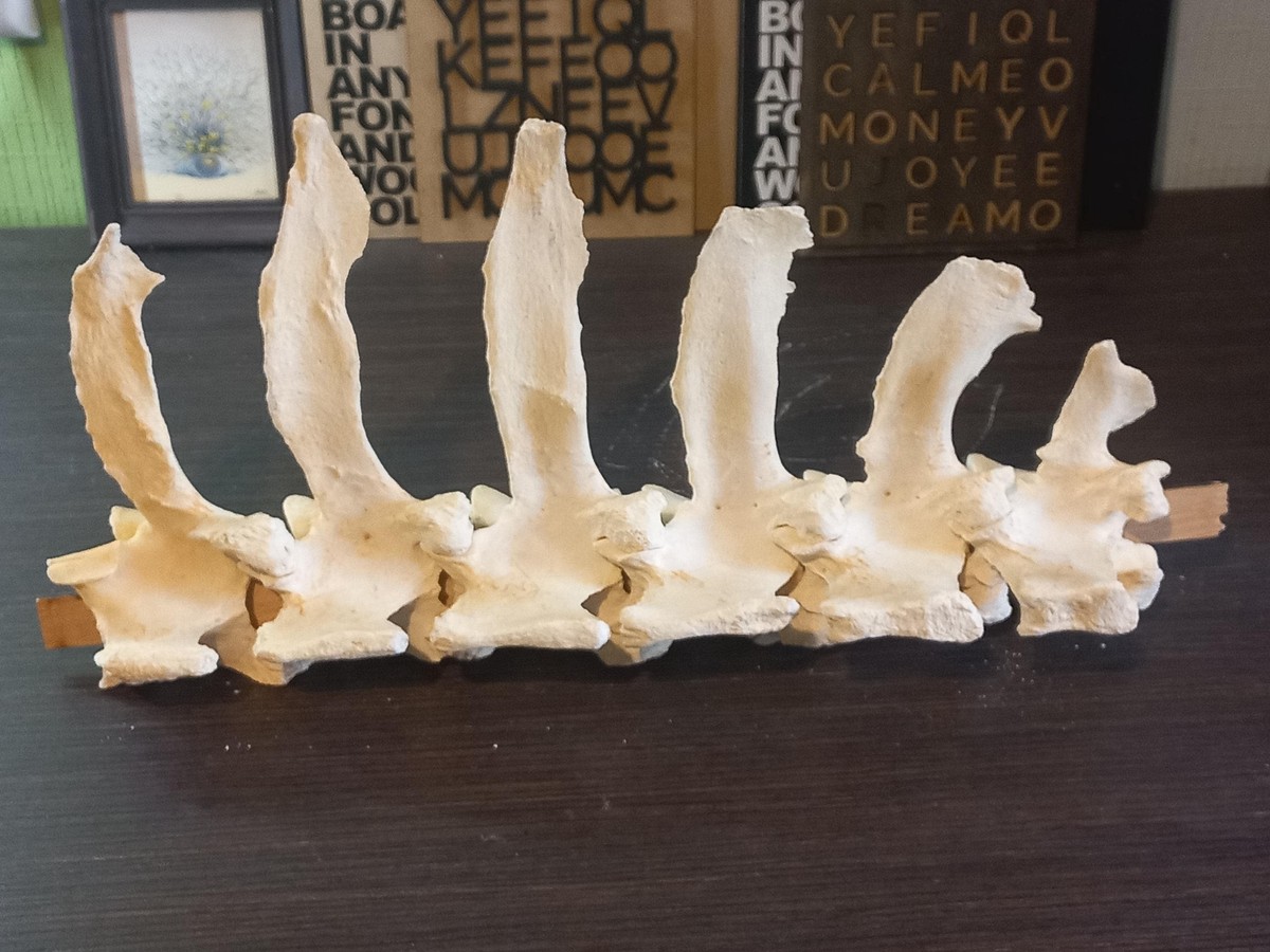 Cow Cervical Vertebrae