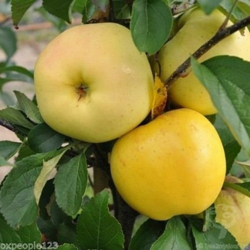 10+ All type Apple Tree Seeds Planting Fuji Gala Crisp Pink Lady Gold ...