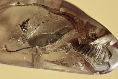 Opilione LANIATORES Woodlouse ISOPODA & Blattodea Fossil BALTIC AMBER ...