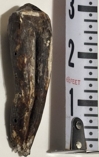 Eskimo artifact Effigy Doll Figure Lower Torso Shamans Amulet Circa ...