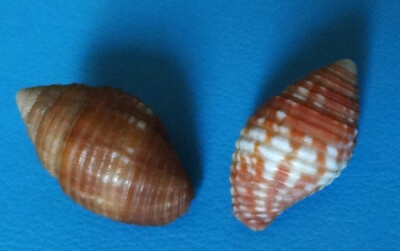 SEA SHELL - COQUILLAGES - MITRIDAE MITRA CUCUMERINA 20,50 - 19,10mm | eBay