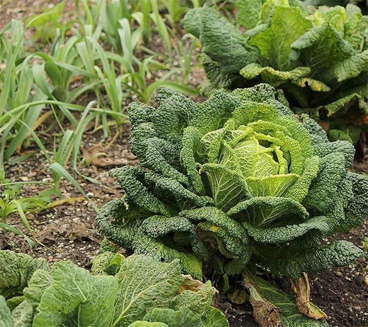 Organic Cabbage Savoy Vertus 2, Sow Mar-June, Harvest Dec-March, Hardy ...