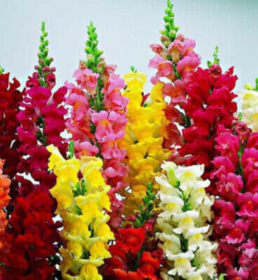 Snapdragon Antirrhinum majus nanum Rainbow mixed 7500 seeds+4" FREE ...