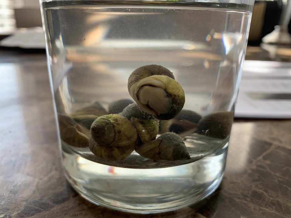 25 Live Saltwater Periwinkle Snails For Aquarium Fish Tank Filter Algae ...