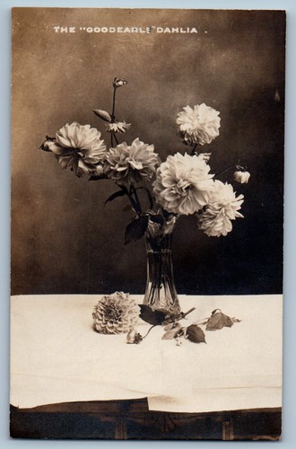 RPPC Photo Postcard The Goodearle Dahlia Still Life Art Flowers c1910's ...