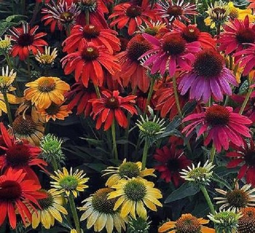Echinacea 'Cheyenne Spirit' Perennial Garden Plug Plants Pack x6 | eBay UK