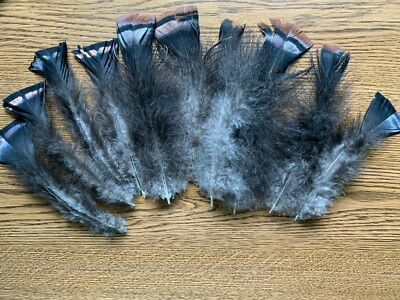 Feathers, Wild Eastern Turkey, Fluffy Tail Feathers, Ten Count | eBay