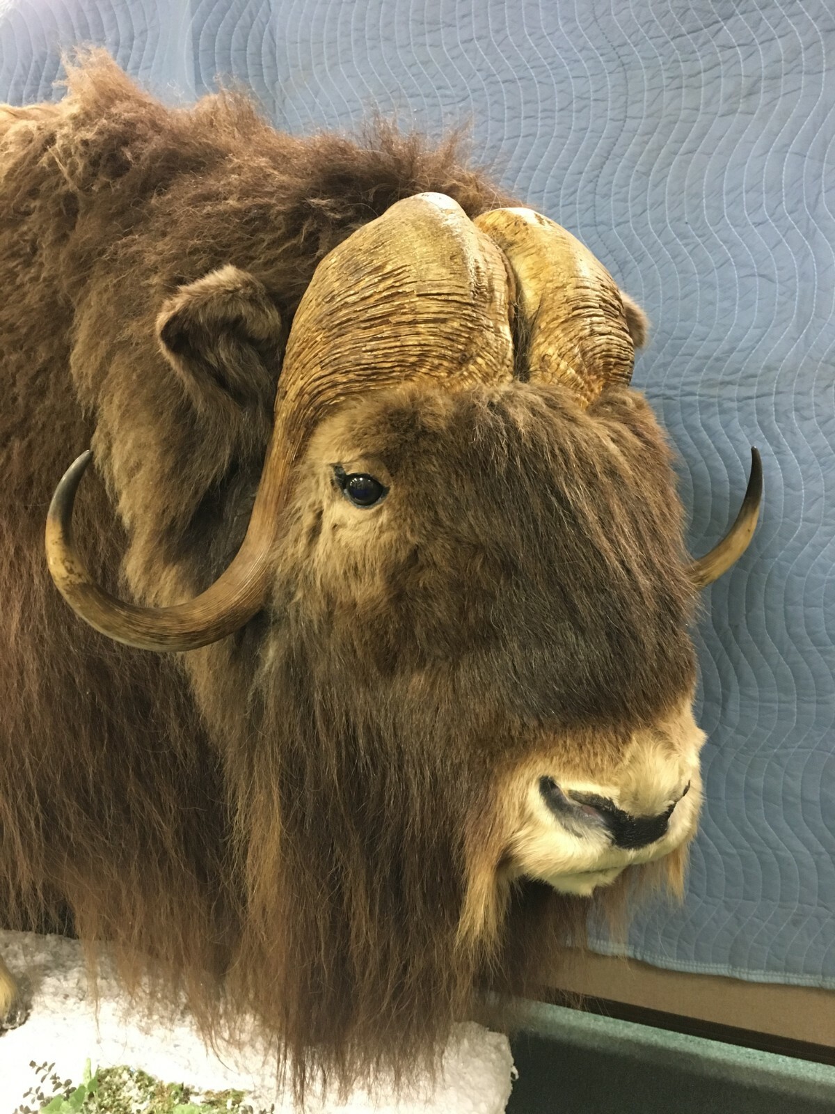 MUSK OX FULL BODY TAXIDERMY MOUNT BOONE AND CROCKETT 106. EXCELLENT ...