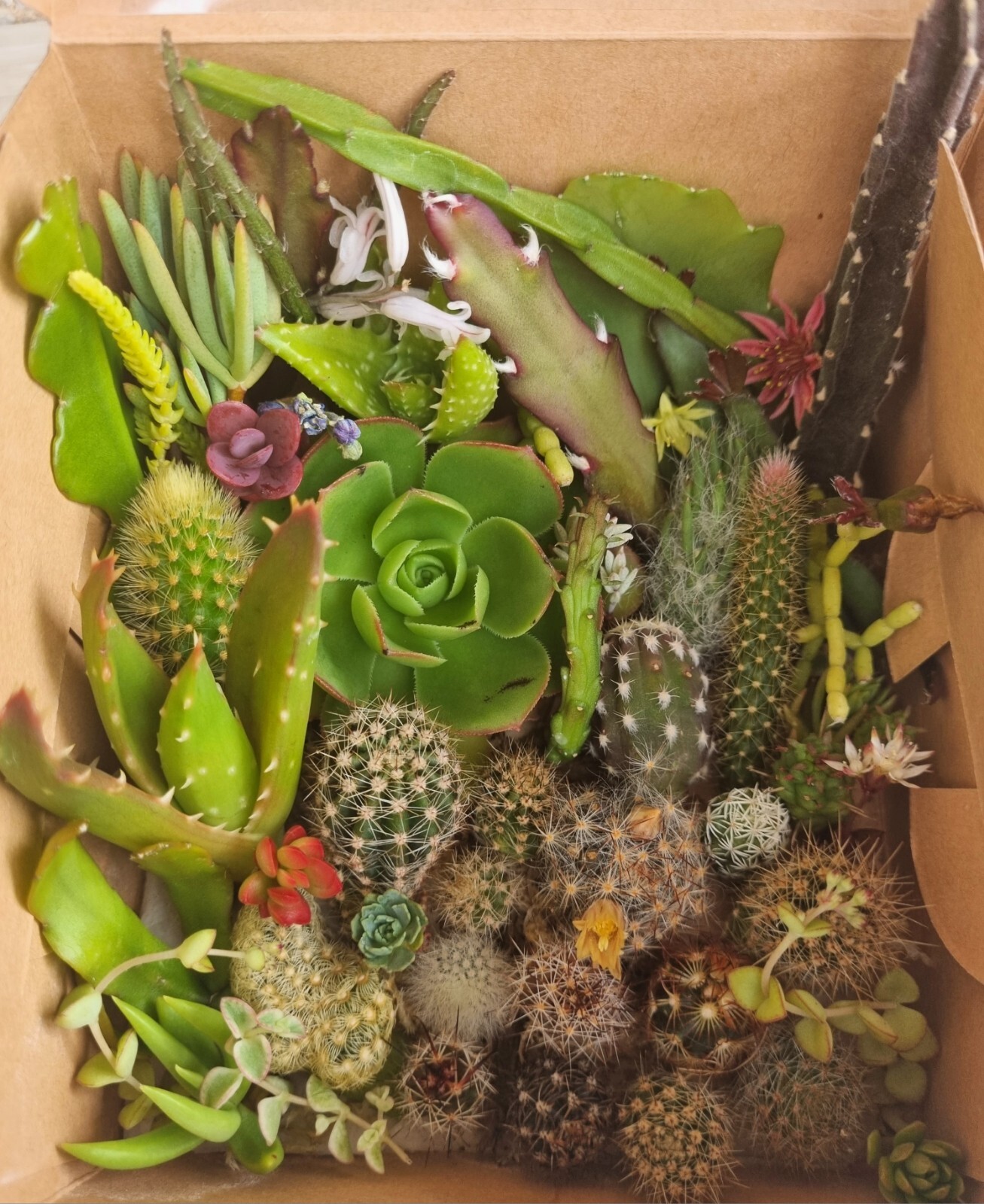 Cacti Cuttings Cactus Mix Summer Succulent Collectors Echinopsis Euphorbia Pack | eBay