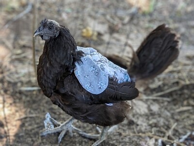 IMPROVED Chicken Saddle/Feather Protector/Wing Protector - Stays On! | eBay