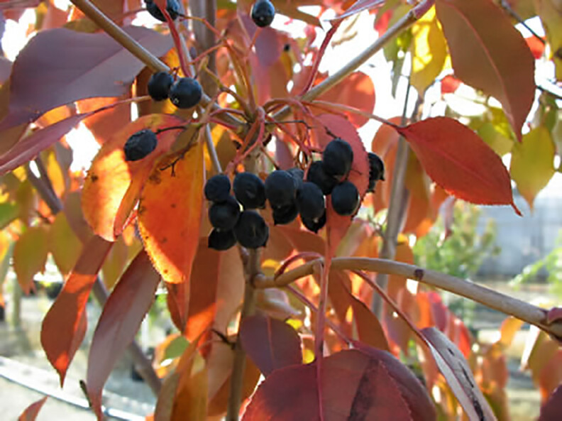 Nannyberry, Viburnum lentago, Seeds (Showy, Fall Color, Hardy, Edible ...