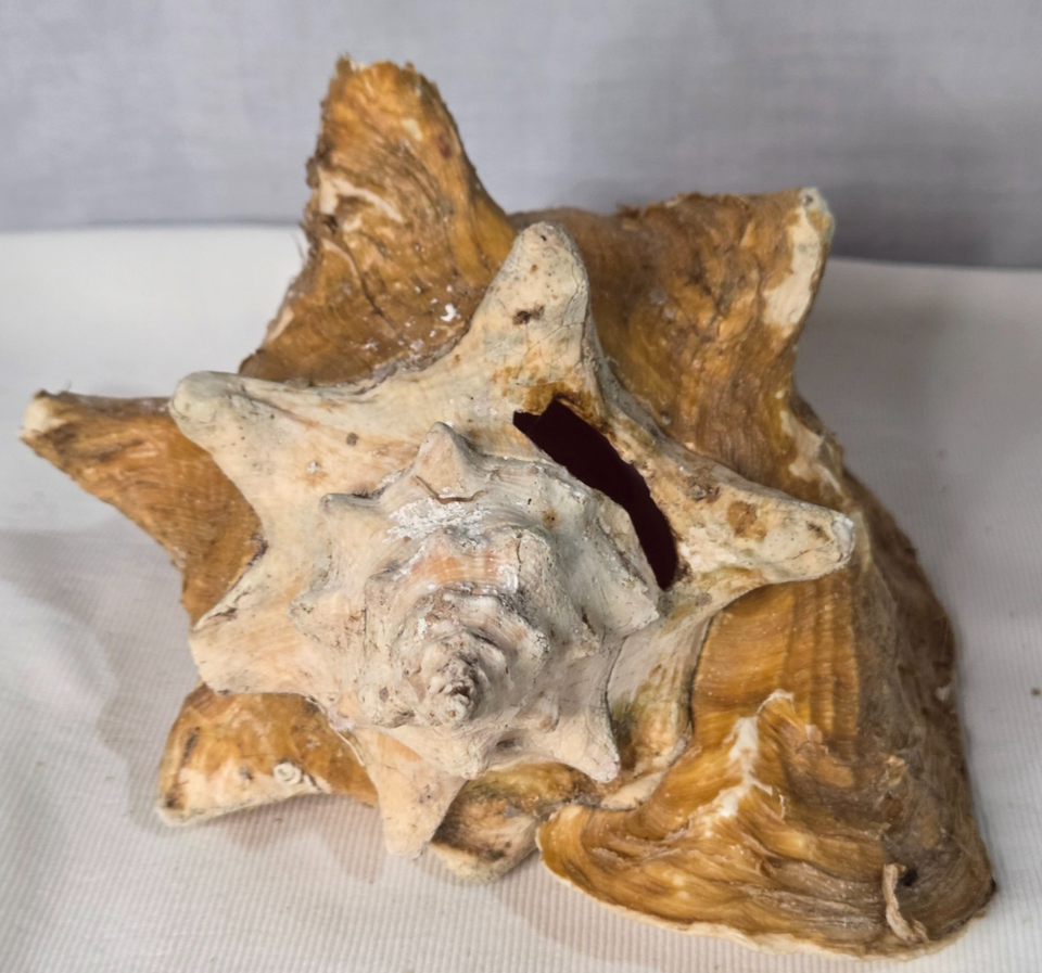 Vintage Large Pink Horned Queen Conch Shell Beach Seashell Nautical 8 ...