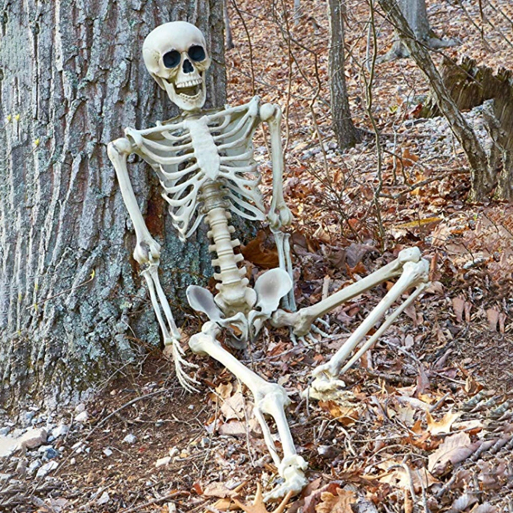 Real Full Human Skeleton