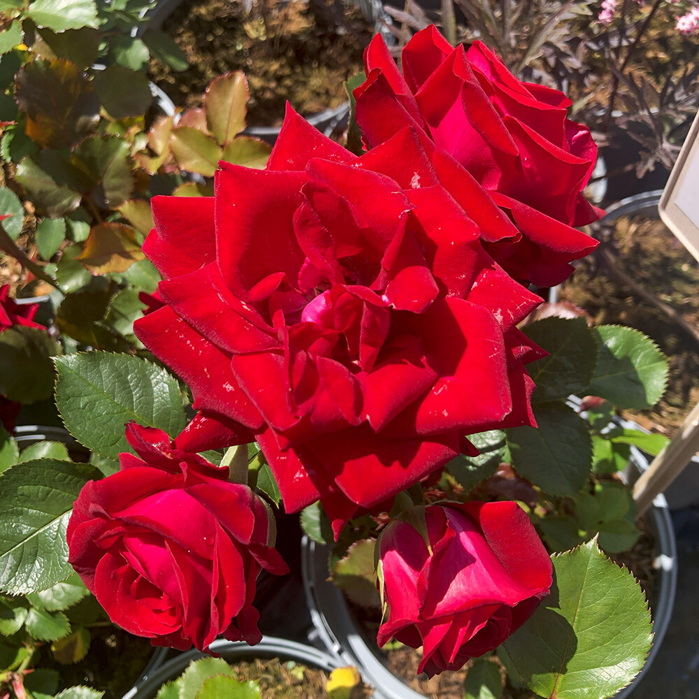 Plant Ruby Wedding Camellia 'Ruby Wedding' From Burncoose Nurseries