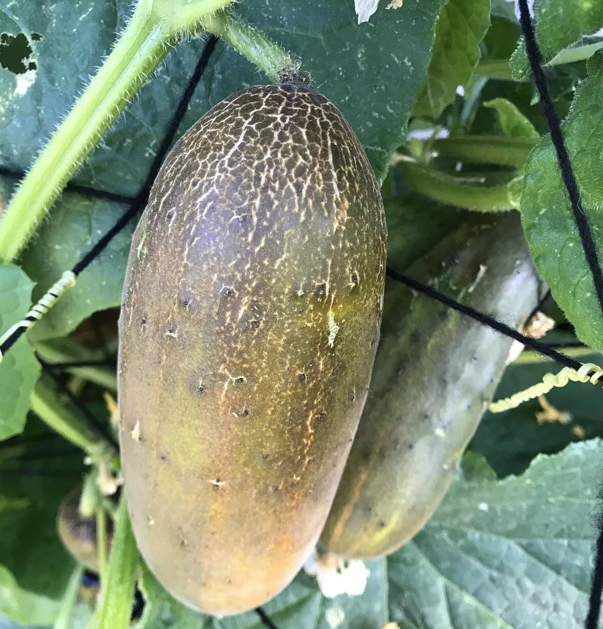 VERY RARE Cucumber 6 Seeds Asian Indian Himalayan Sikkim Kheera Khira ...