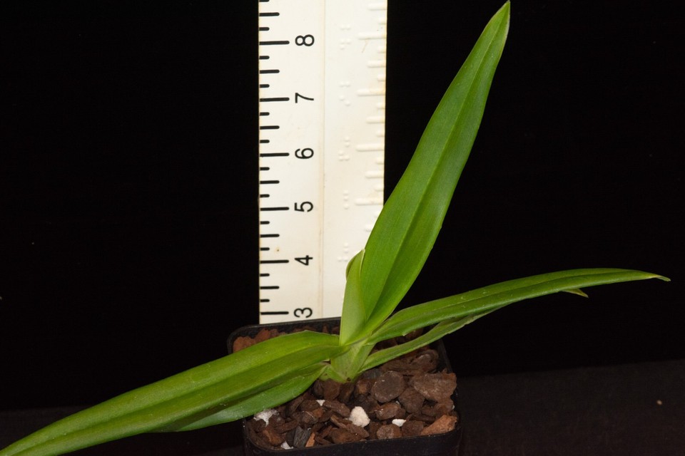 Phragmipedium (Inca Rose 'White Hot' x Acker's Dreamworks) | eBay