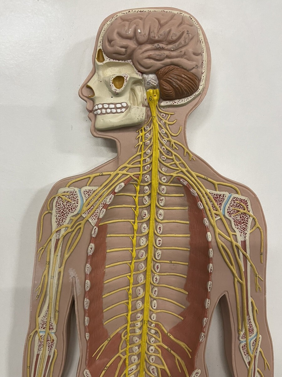 Nervous System Model Labeled