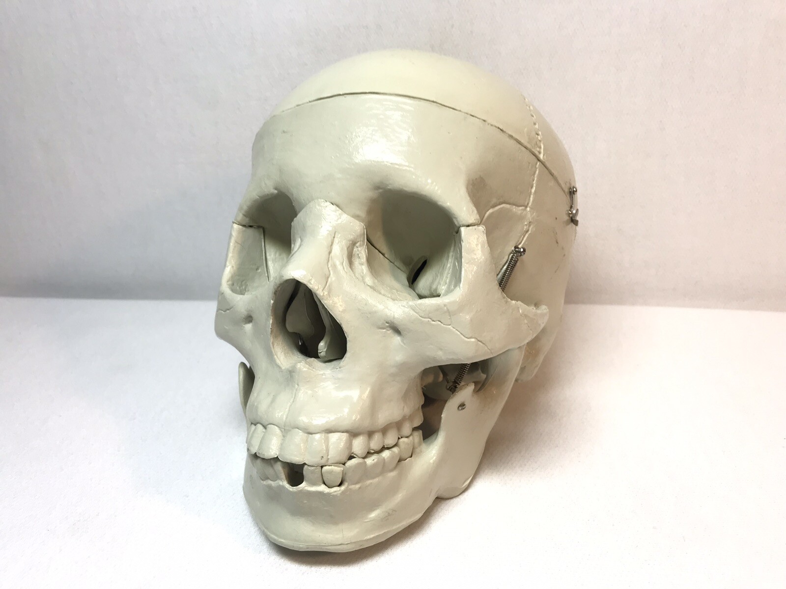 Anatomical Skull Model Educational Life Size Removeable Teeth Hinge Jaw ...