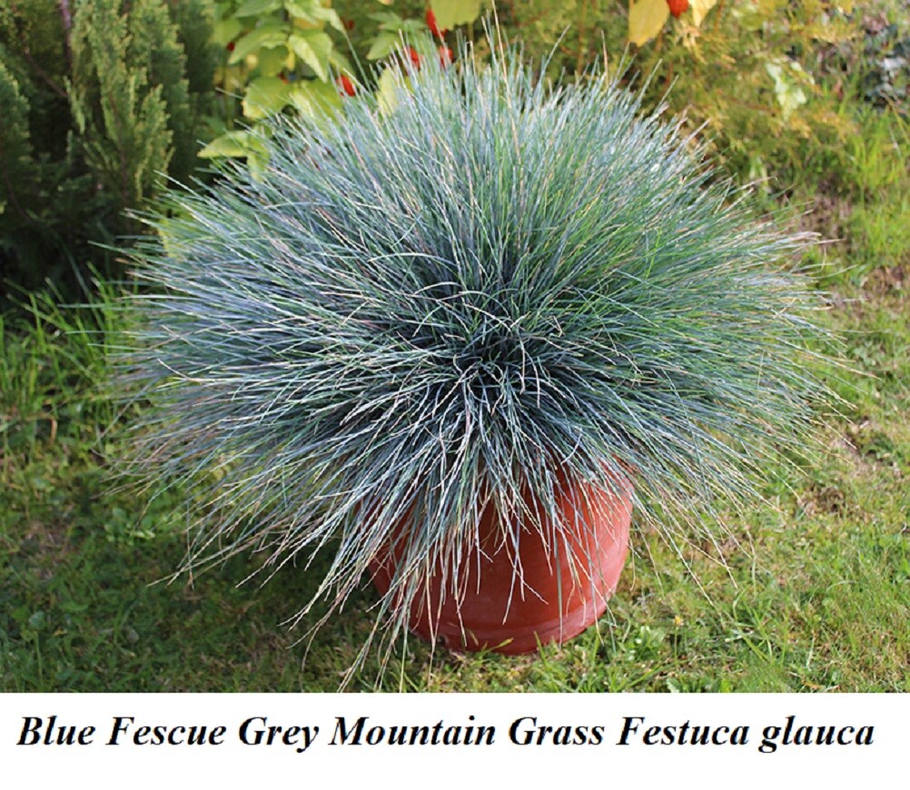 Festuca Glauca Intense Blue