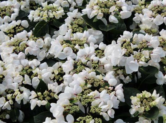 Hydrangea 'Rendez-vous Choco Chic' White Perennial Flower Plant in 9cm ...