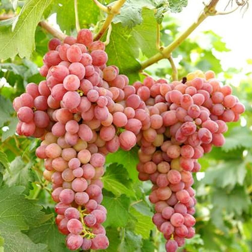 Sweet Organic Red Grape - 50+ Seeds Ready to Germinate - Edible Fruit ...