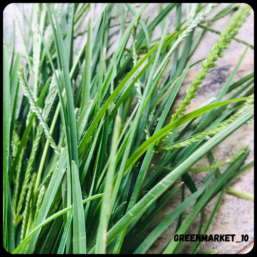 Paragis Plant Dried Eleusine GooseGrass Ayurvedic Poaceae Herbal Tea ...