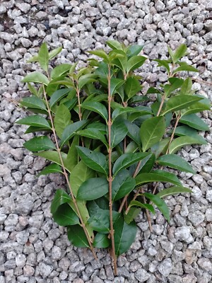Stick/Leaf insect food - Fresh privet cuttings, 20 Stems, about 200 ...