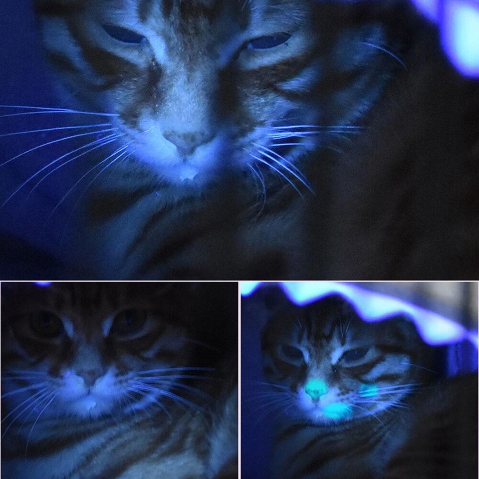 Ultraviolet 365Nm UV Light LED Flashlight Blacklight High Powerful ...