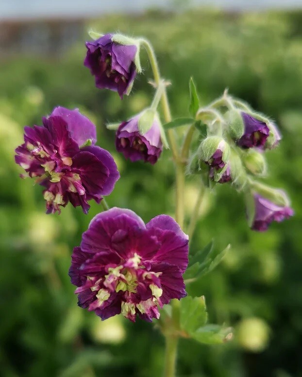 GERANIUM phaeum 'Joseph Green' - Hardy Perennial Plant - ex 9cm (P9 ...
