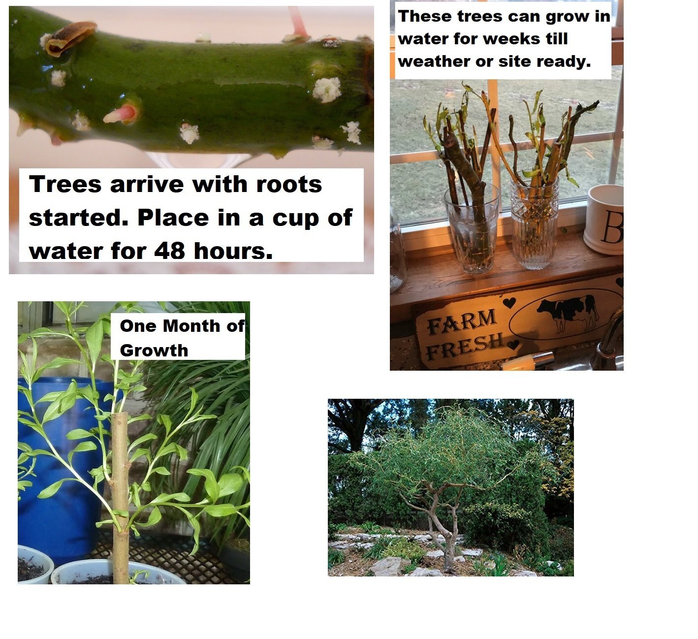 Bonsai Dwarf Japanese Curly Willow Tree Cutting - Very Rare Fast ...