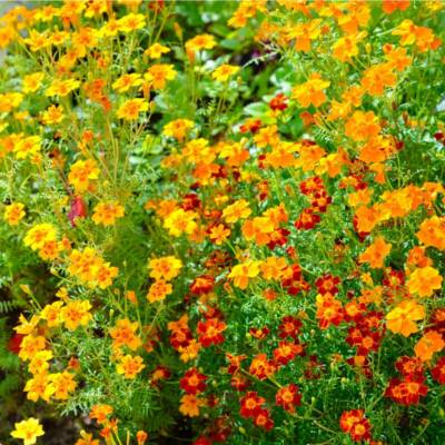 20 Graines de Cosmos "Sunny", Cosmos Bipinnatus | eBay