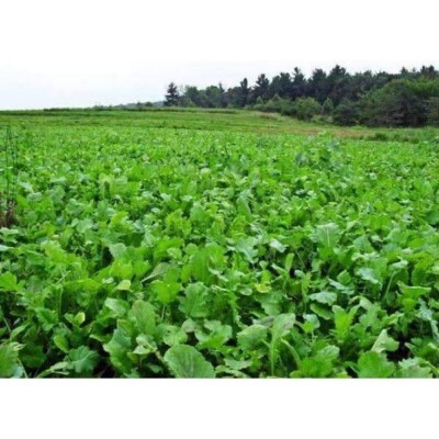 Purple Top Turnip Food Plot Seed - Whitetail Deer Brassica Forage - 5 ...