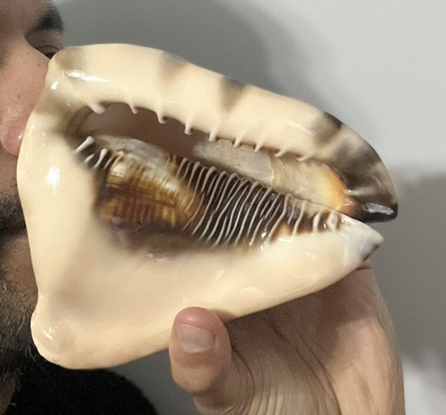 Conch Shell Horn. Sounds Loud And Beautiful. Shankh. | eBay