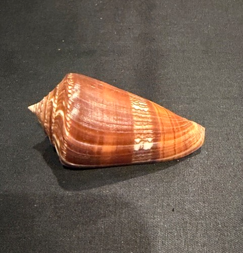 Conus Amadis Schech Cone Shell 64.4mm (The Russell Collection) RARE | eBay