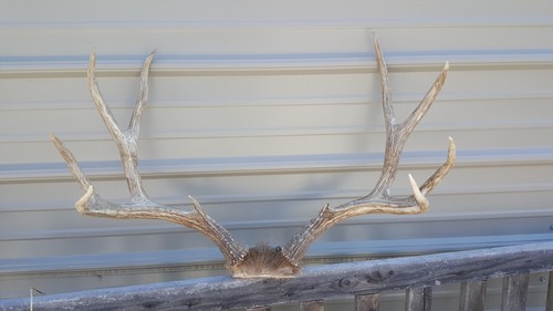 26 7/8 wide 5x5 Colorado MULE DEER RACK antlers whitetail mount sheds ...