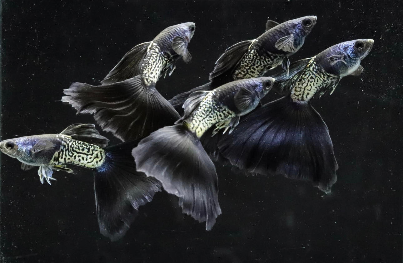 1 TRIO LIVE GUPPY FISH METAL BLACK LACE HIGH QUALITY USA SELLER 1 MALE ...