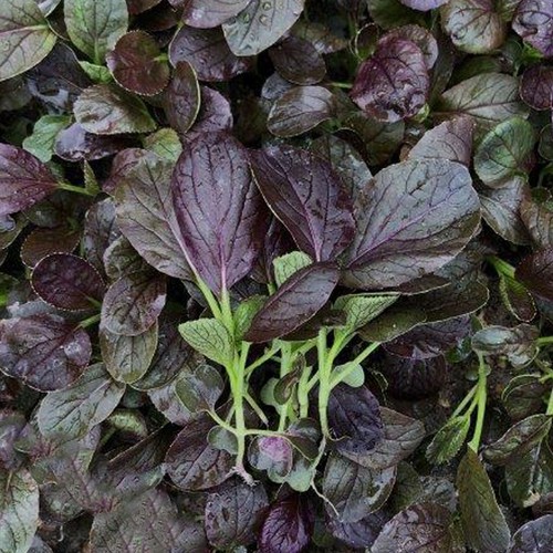 KOMATSUNA RED F1 55+Seeds GARDEN Grow VEGETABLES Autumn Winter Spring ...