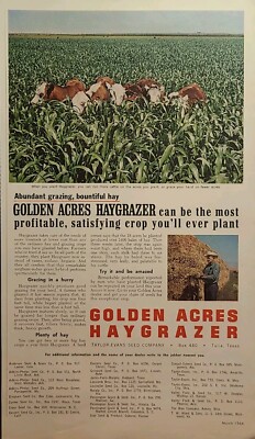 Taylor-Evans Seed Company Tulia TX Golden Acres Haygrazer Vintage Print ...