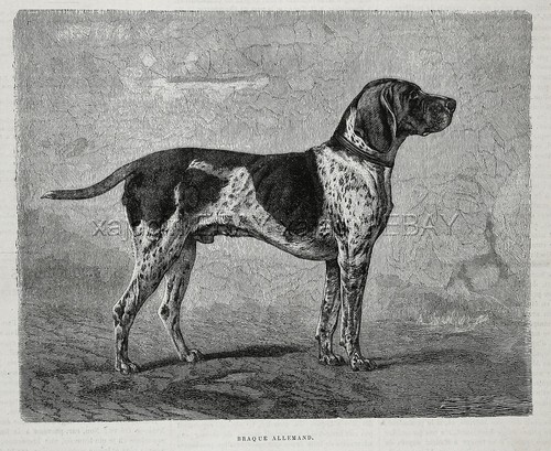 Dog German Shorthaired Pointer Hunting (Breed Named) 1880s Antique ...