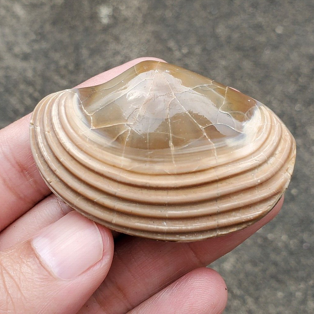 Pelecypods Fossils