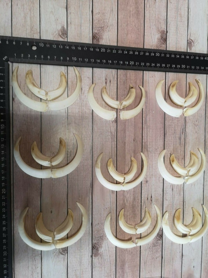 TOP boar guns tusks wild boar teeth tusks boar boar sow teeth trophy S ...