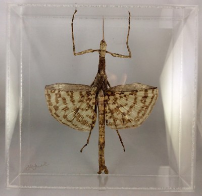 Real Framed Phasma Gigas Leopard Winged Walking Stick Mounted in An ...