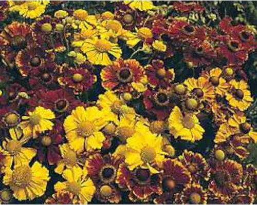 100+ HELENIUM AUTUMN DAZZLE Best Mix Seeds A472 | eBay