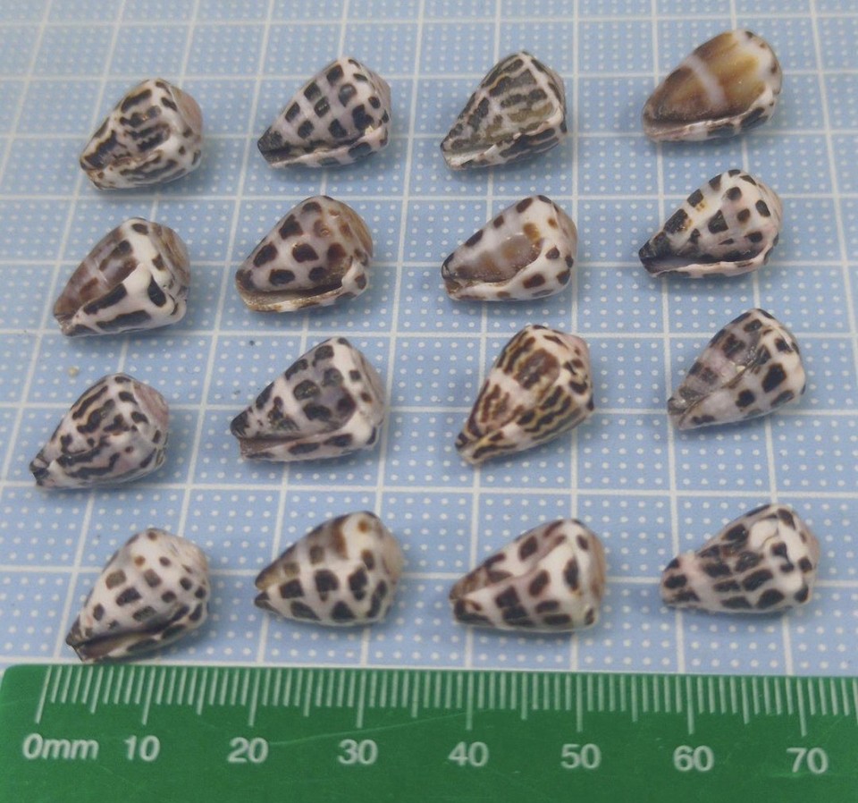 Hebrew cone shell from japan Shells of Okinawa 36 pieces | eBay